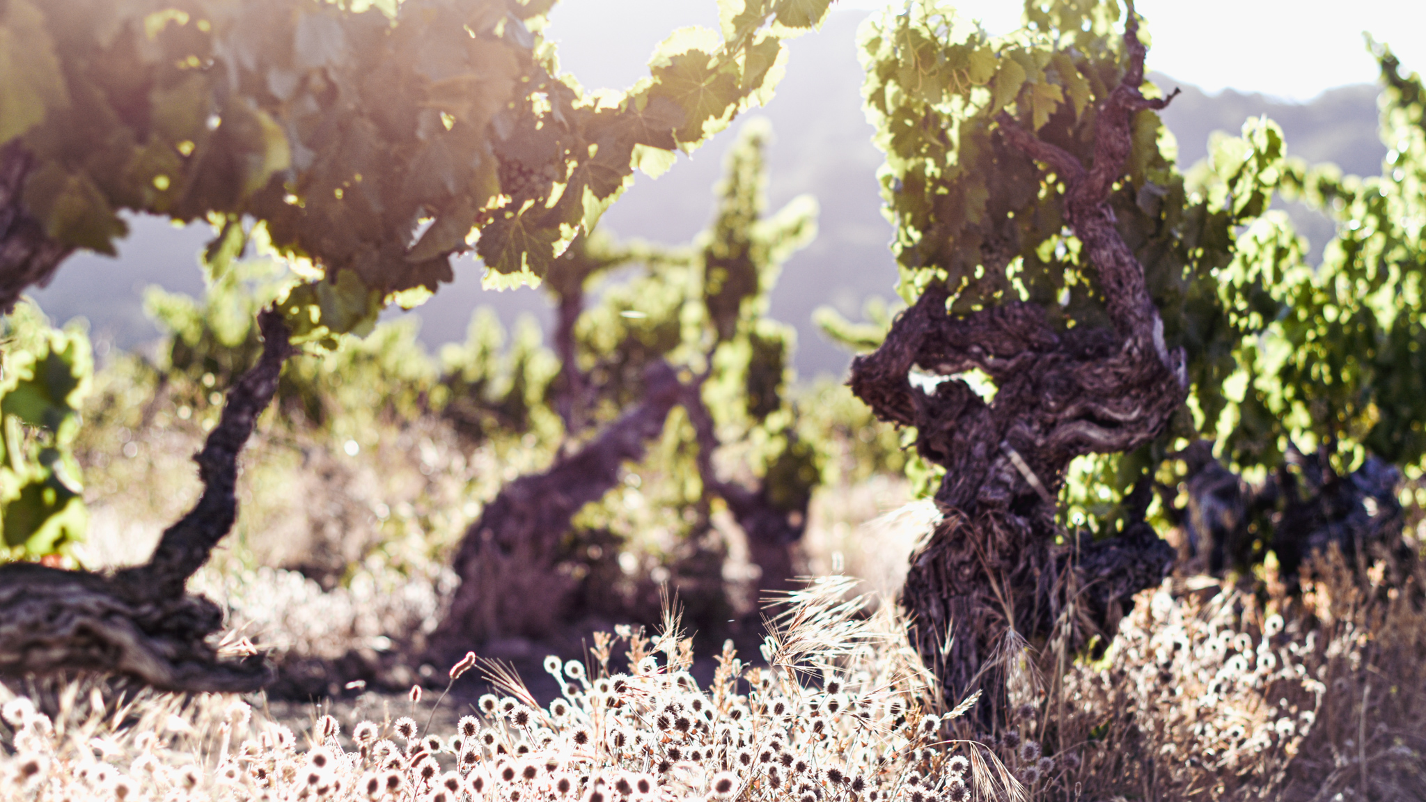 Fall ’22 Club: 2019 Christo Red | Marietta Cellars